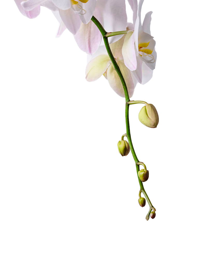 Gilles Laurin - Avis de décès | Coopérative funéraire du grand Montréal